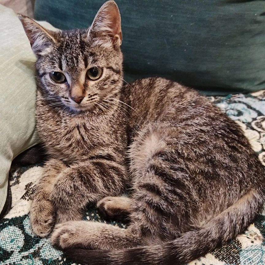 Котенок девочка
