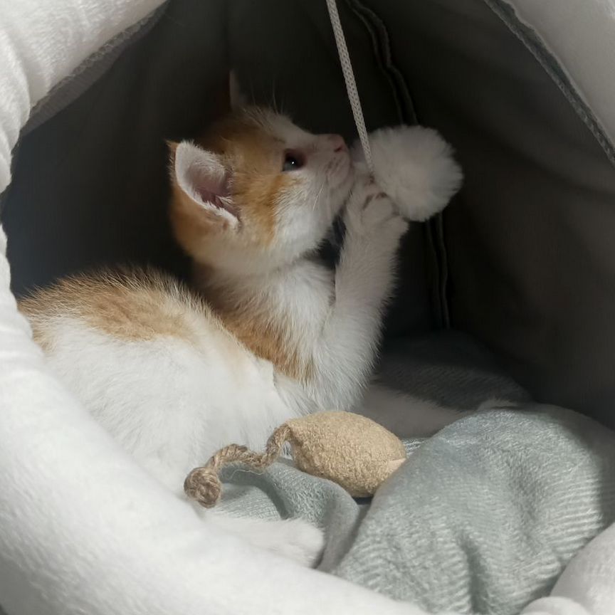 Кошечка от сиамской кошки