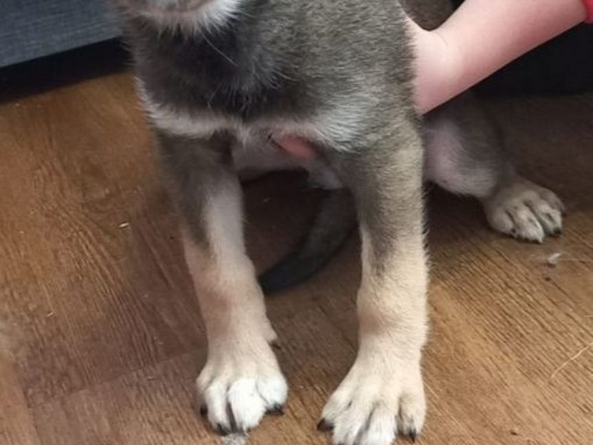 Собака, 1.5 месяца, очень воспитанная