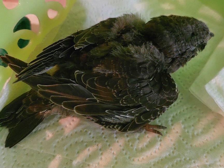 Стрижонок помогите