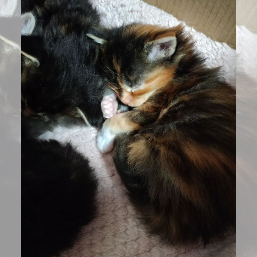 Котята мейн-кун