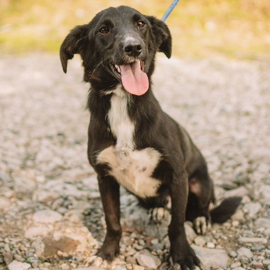 Щенок в добрые руки