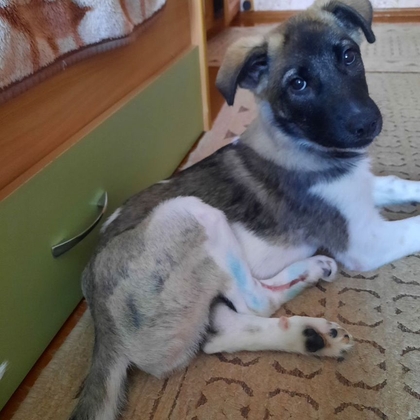 Щенок в добрые руки