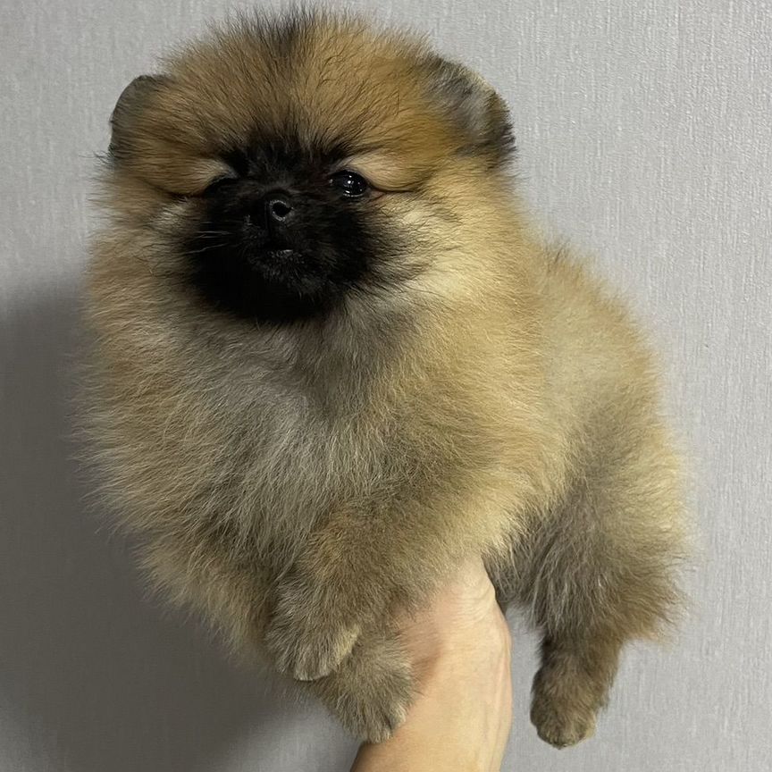 Померанский шпиц, щенок