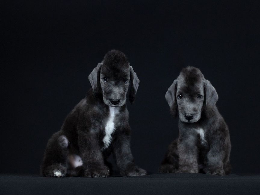 Бедлингтон терьер