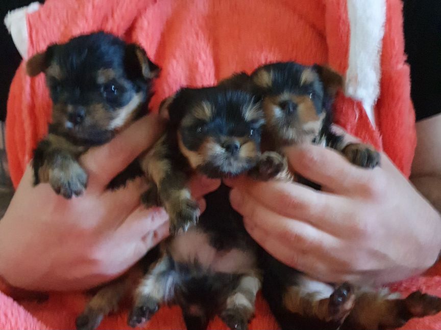 Йоркширский терьер мини беби фейс