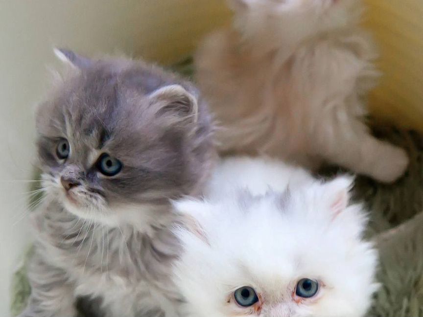 Шотландские котята