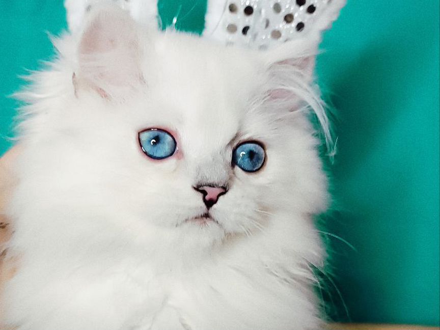 Британский длинношерстный котик