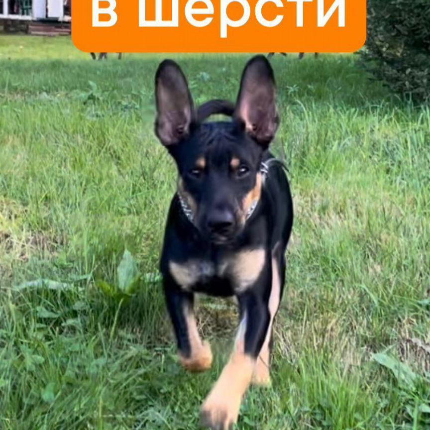 Щенок от частного владельца
