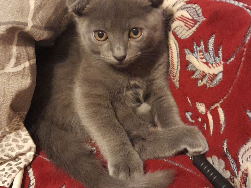 Британский вислоухий кот