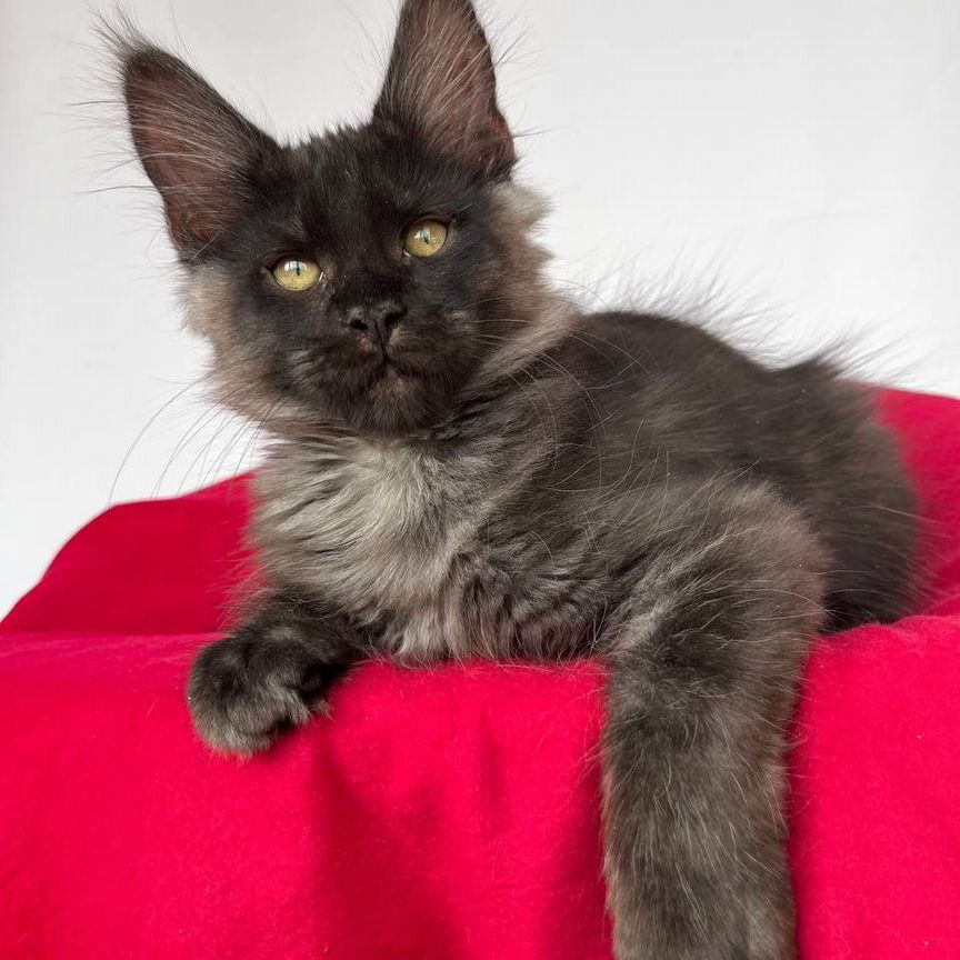 Котята мейн-кун черный дым