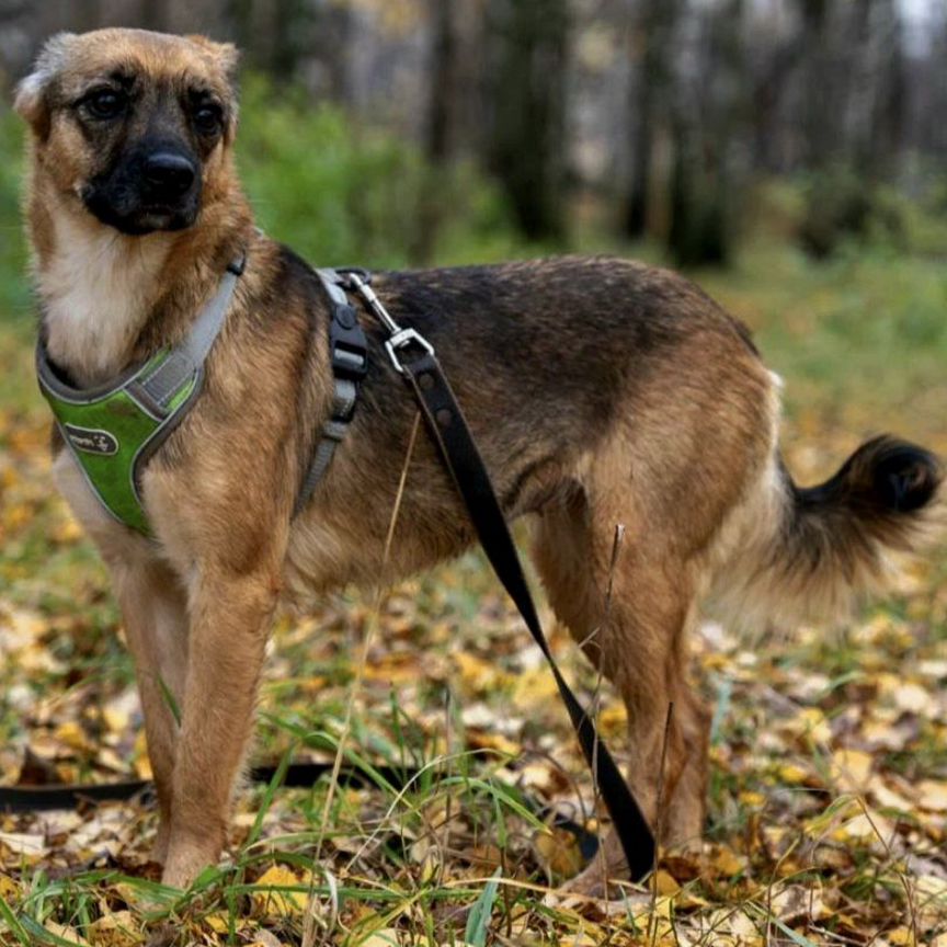 Взрослая собака в добрые руки