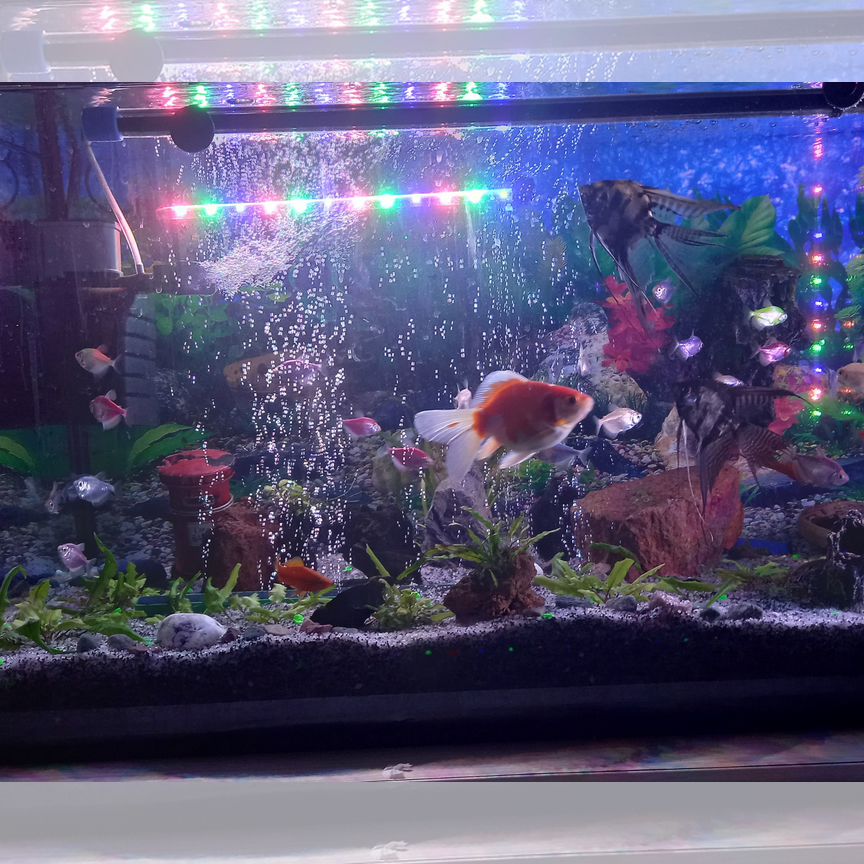 Продам аквариум с рыбками