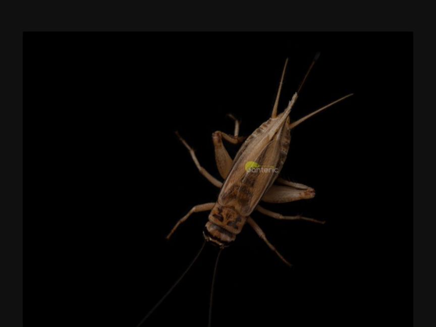 Сверчек домовой сверчки живые