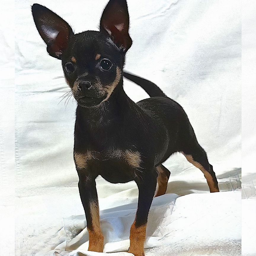 Русский той-терьер, щенок