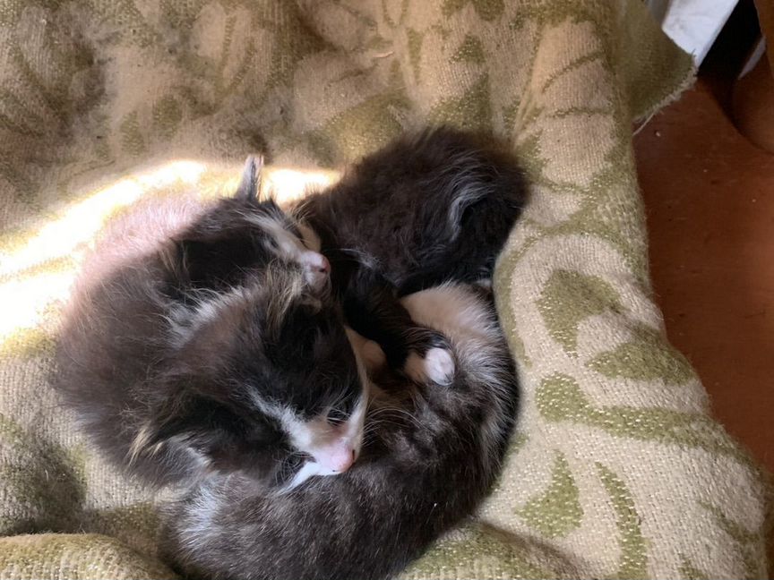 Котятки в добрые руки