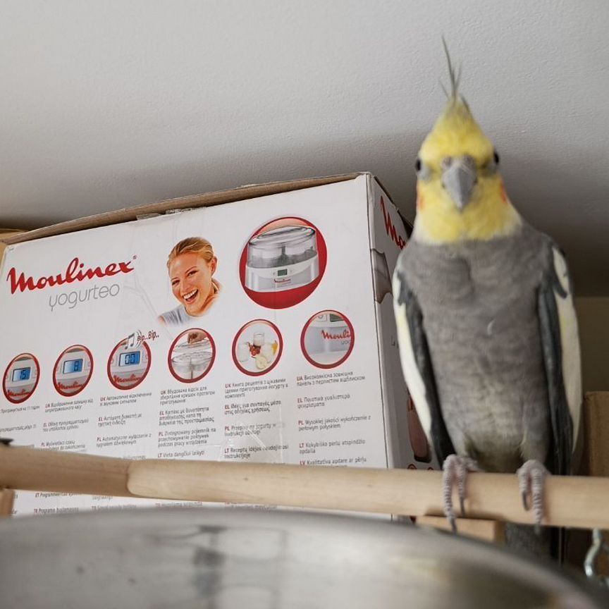 Попугай корелла птенец поющий ест с руки