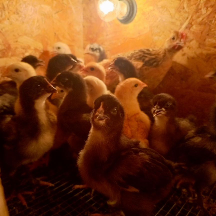 Цыплята