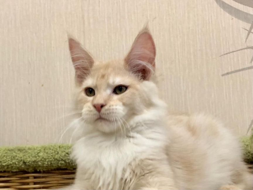 Котик красный дым 3 мес