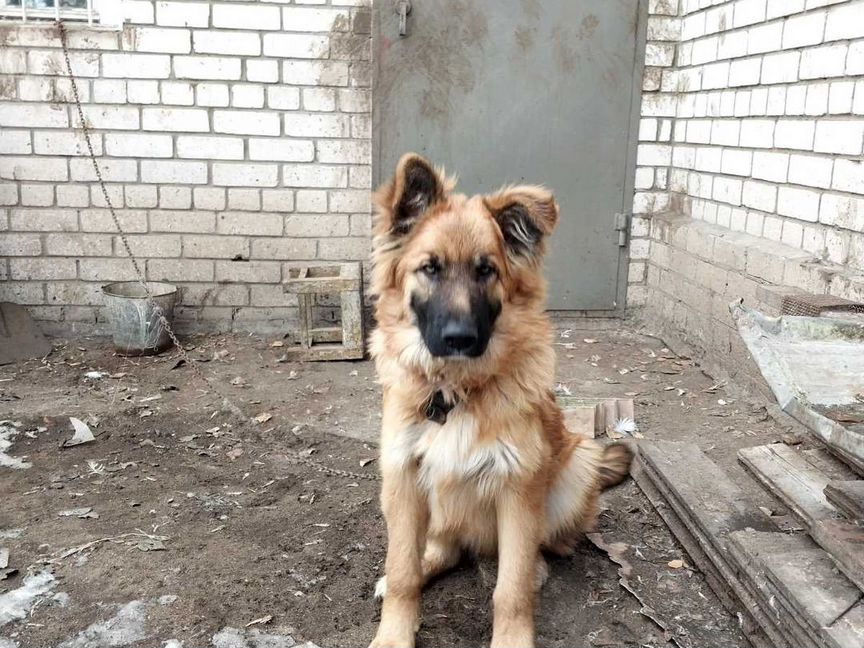 Собака немецкая овчарка