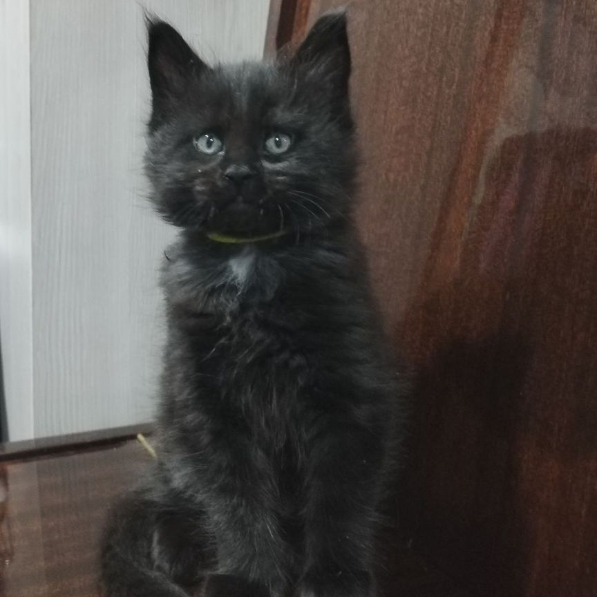 Котята Мэйн кунята