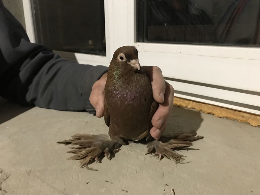 Голуби "узбеки"