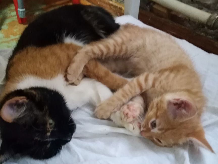 Рыжий котенок мальчик