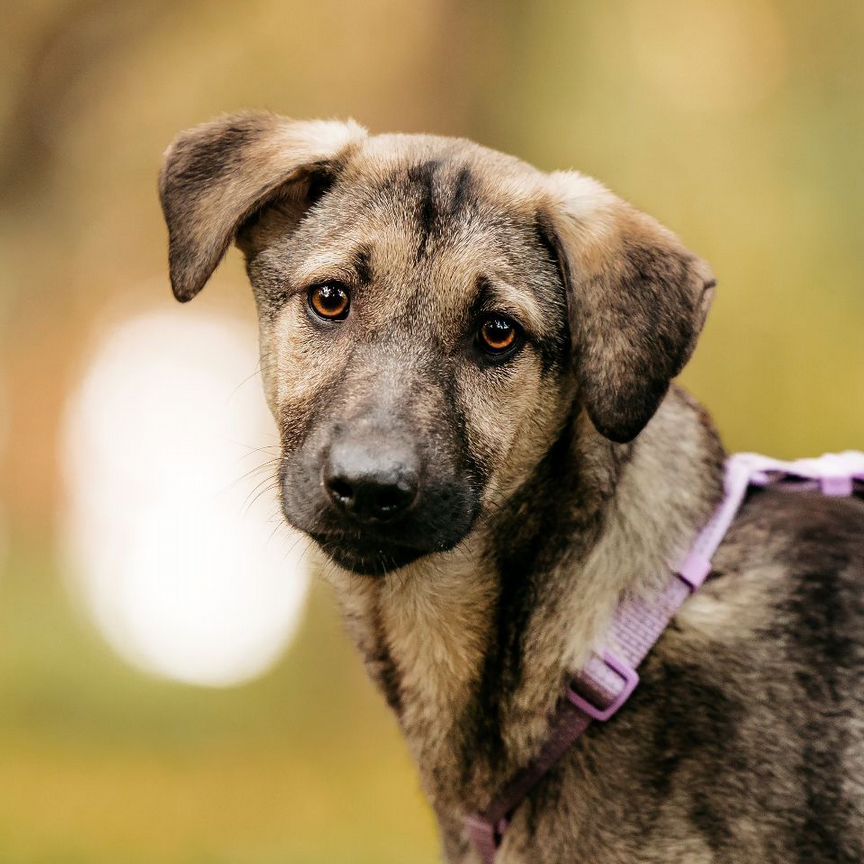 Щенок из приюта в добрые руки