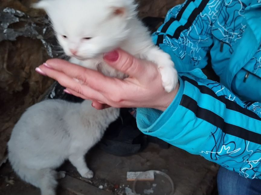 Котята в добрые руки