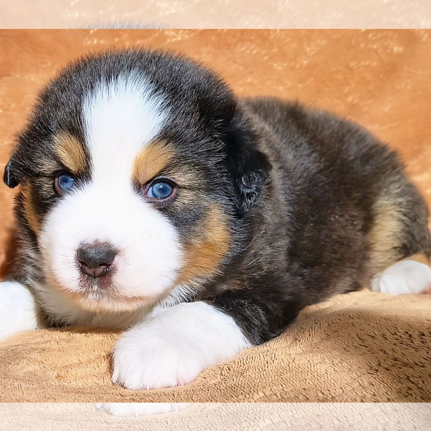 Миниатюрная американская овчарка, щенок