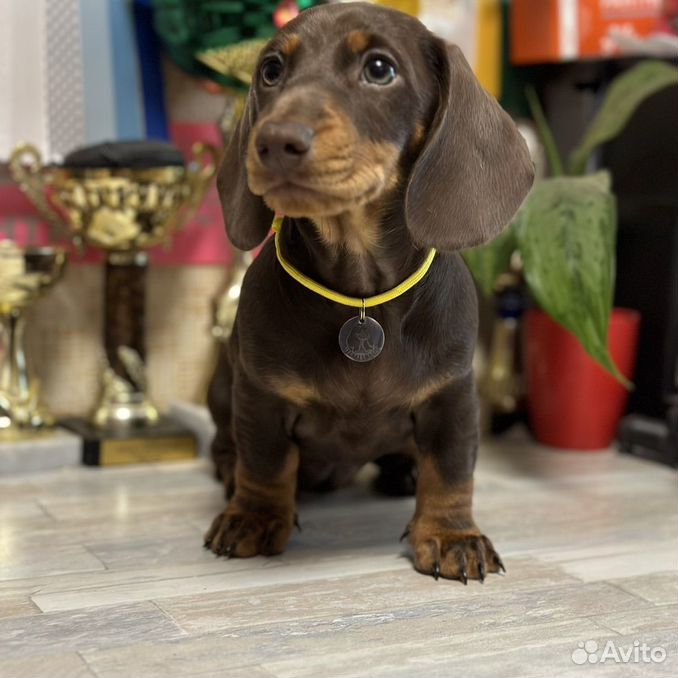 Мальчик крупный стандарт толстолапый