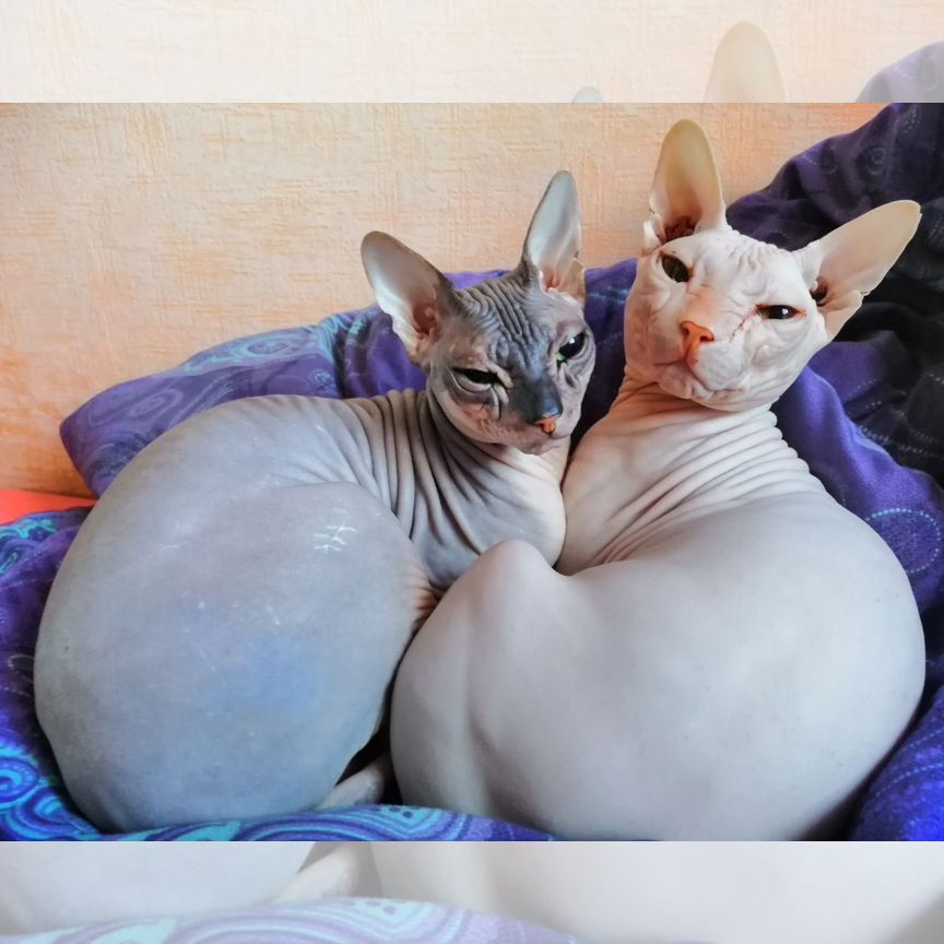 Кот и кошка