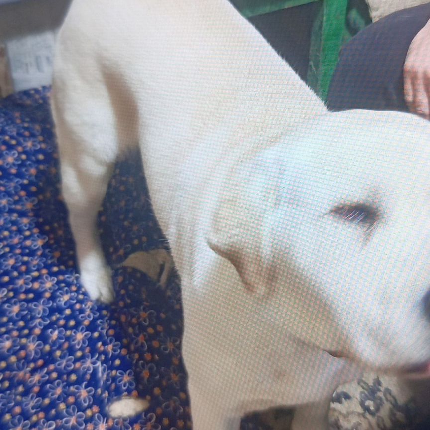 Лабрадор-ретривер, щенок