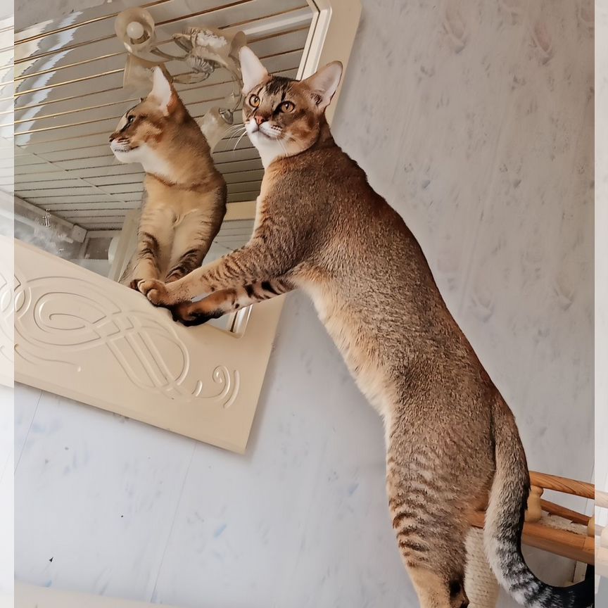 Котёнок от частного владельца