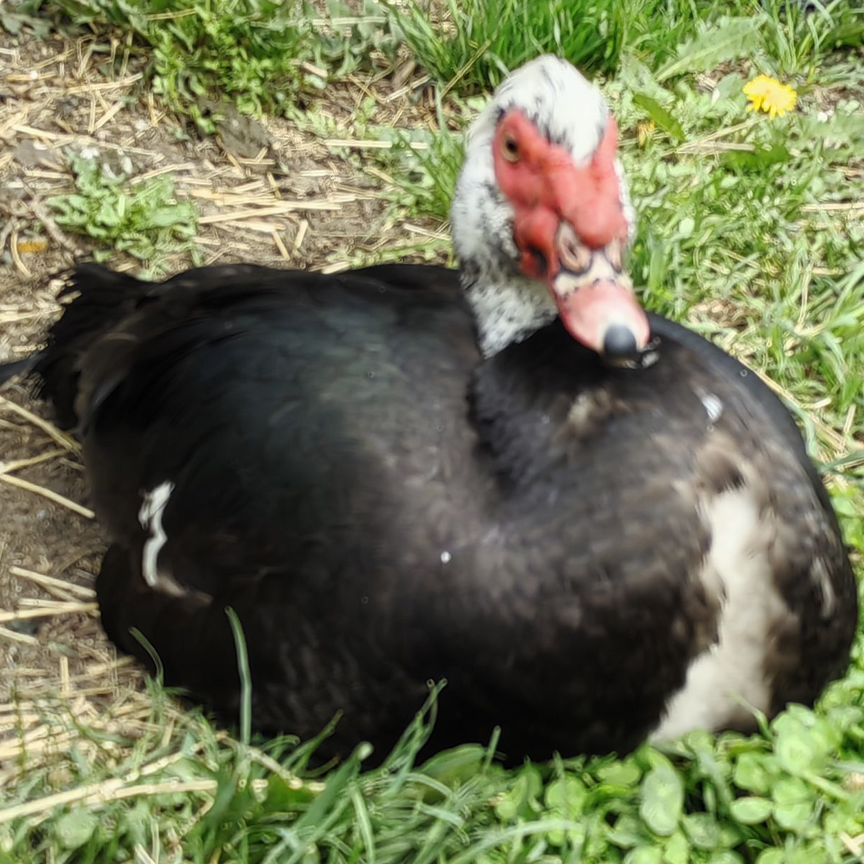 Продам селезня индоутки