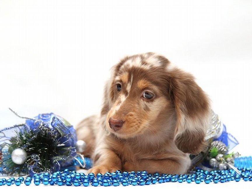 Длинношерстная миниатюрная такса