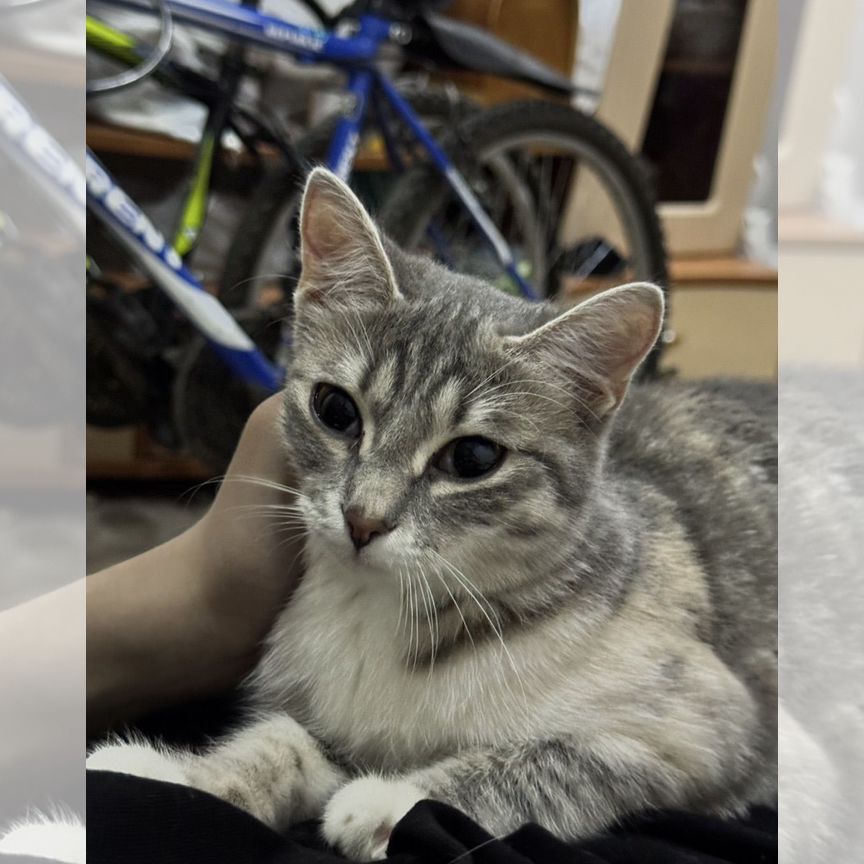 Взрослая, кошка в добрые руки