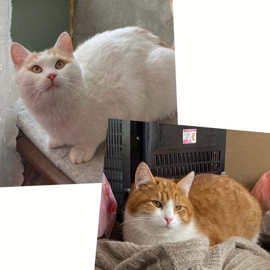 Котики ищут семью