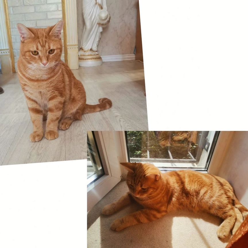 Рыжий мальчик ищет семью