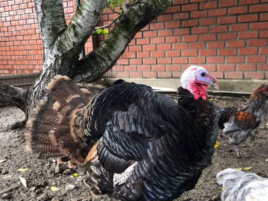 Индюк шоколадный бурбон