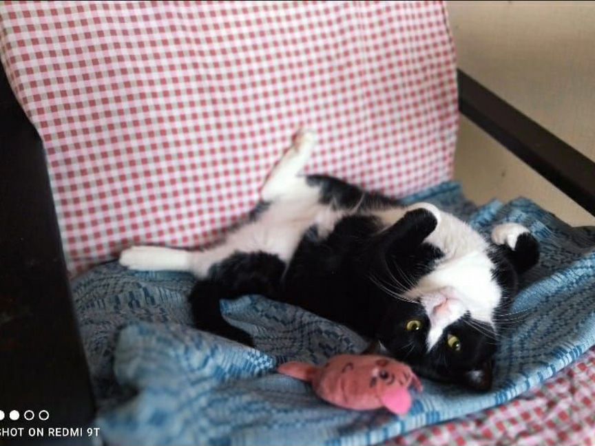 Кошка ищет дом