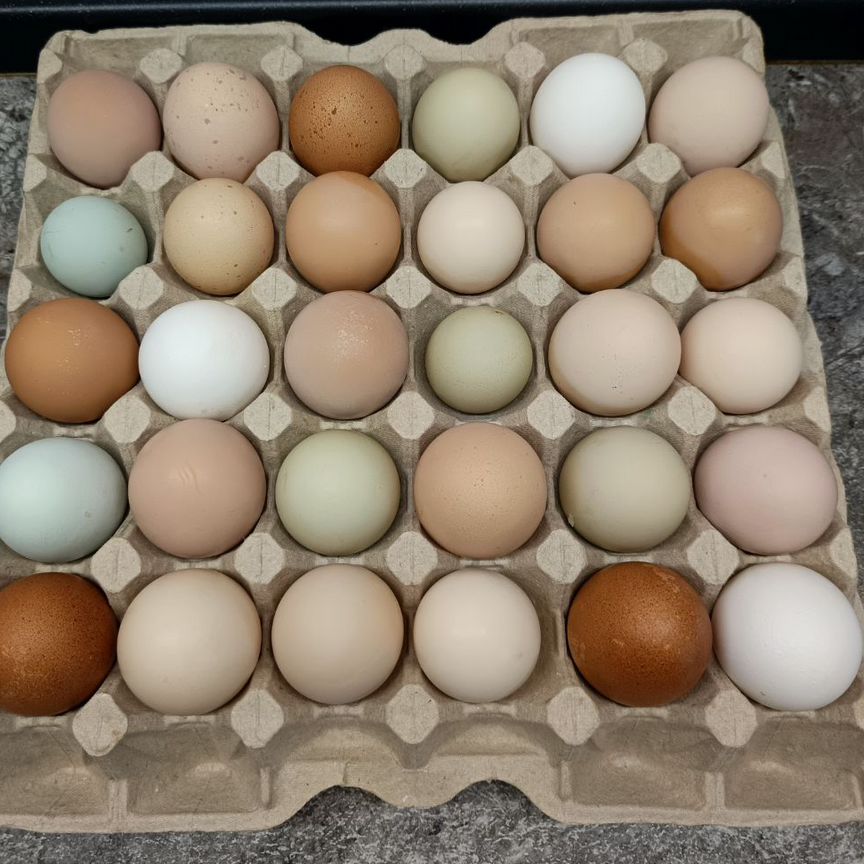 Инкубационное яйцо кур несушек