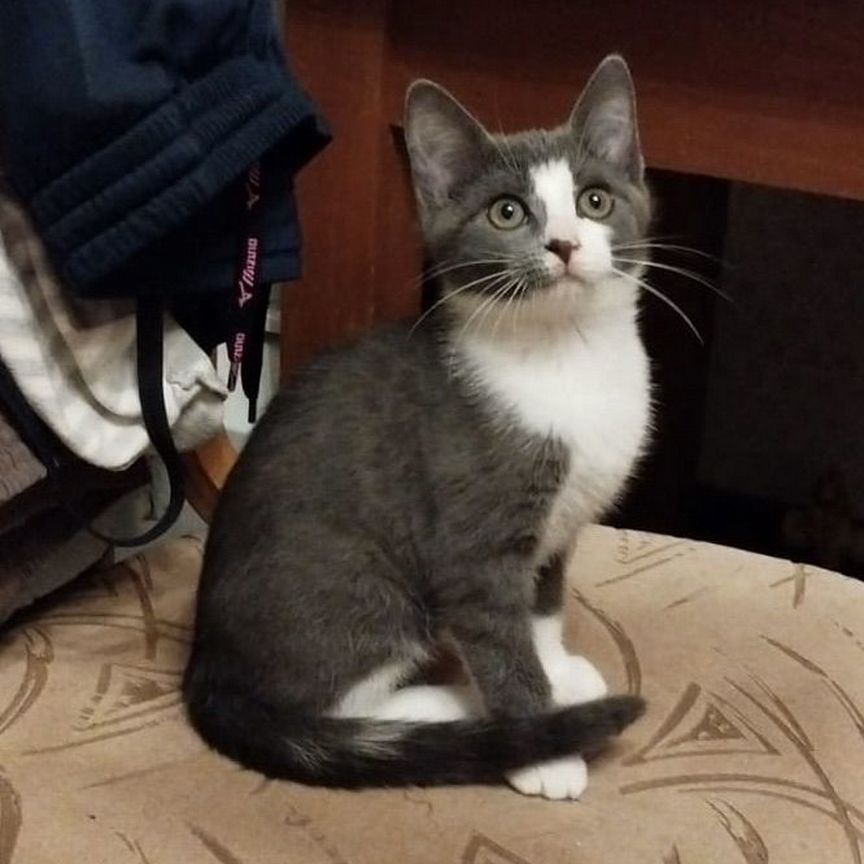 Котенок девочка