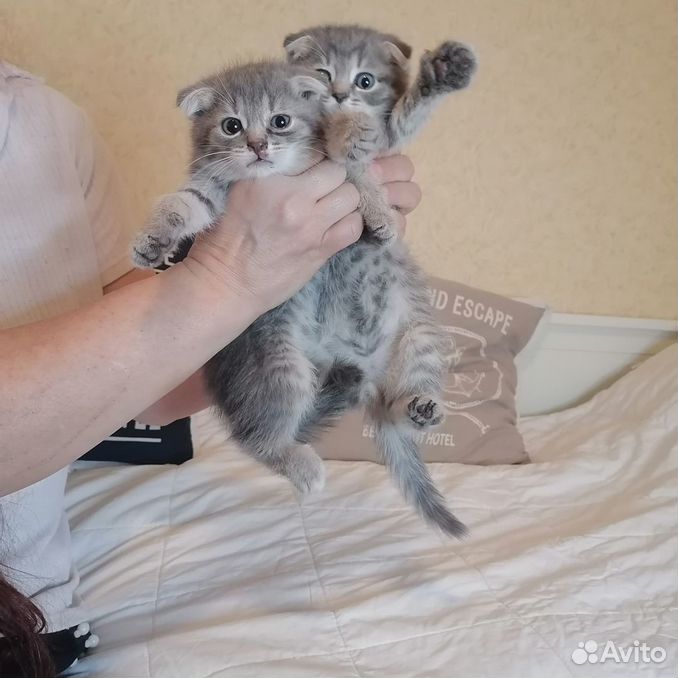 Вислоухие очаровашки