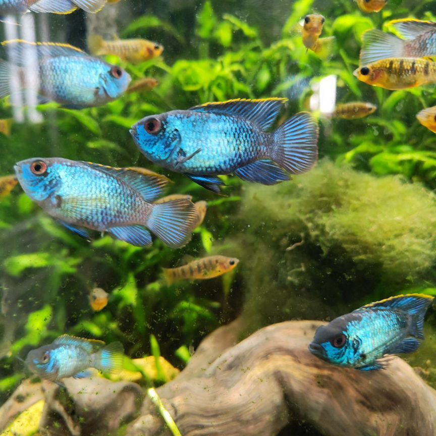 Наннакара электрик блю