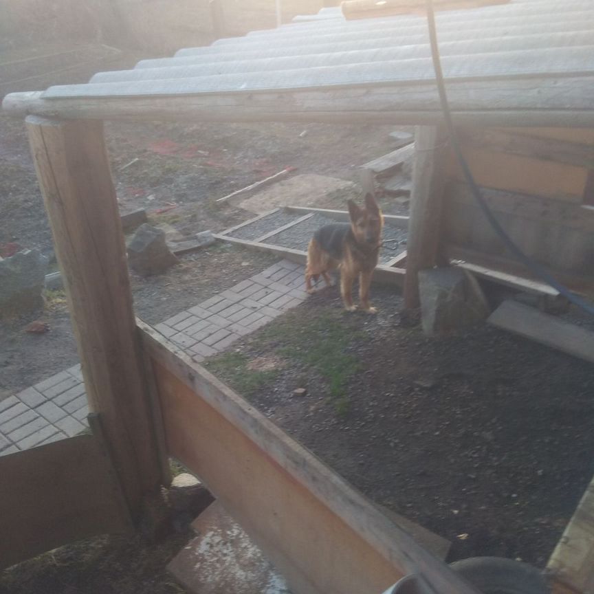 Отдам в добрые руки немецкую овчарку девочку 1,5 г