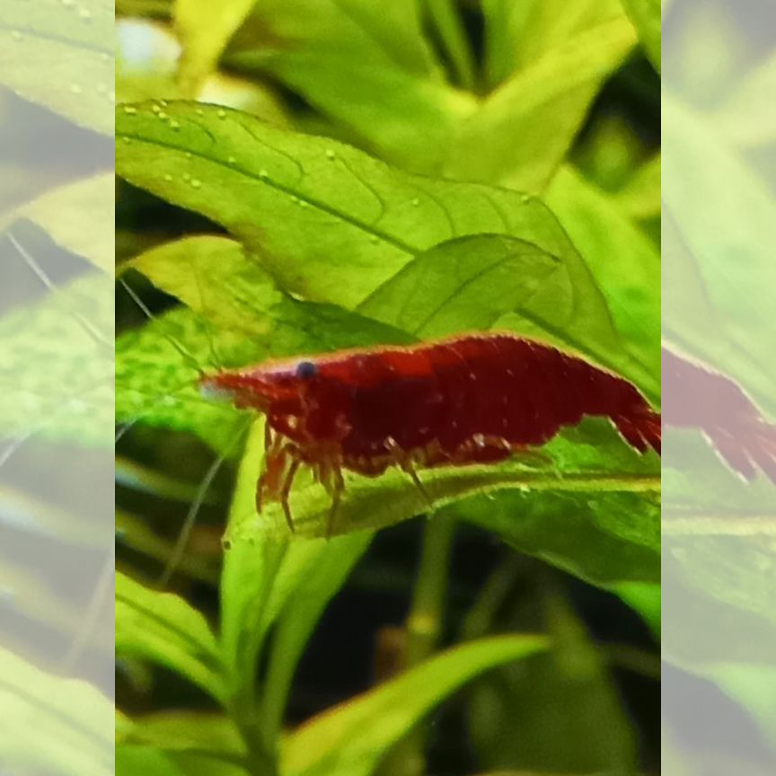 Креветки аквариумные вишни