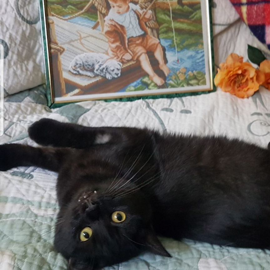 Очень нужен дом. Приют закрывается