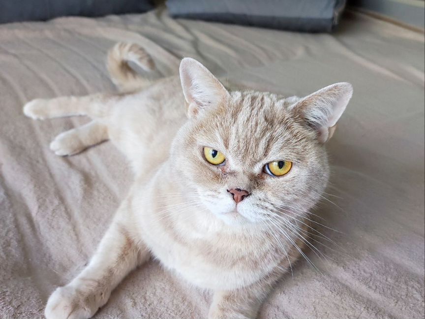 Отдам британского кота