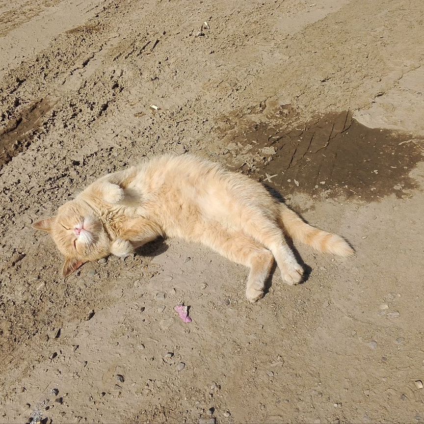 Кот Компот. Накормите кота